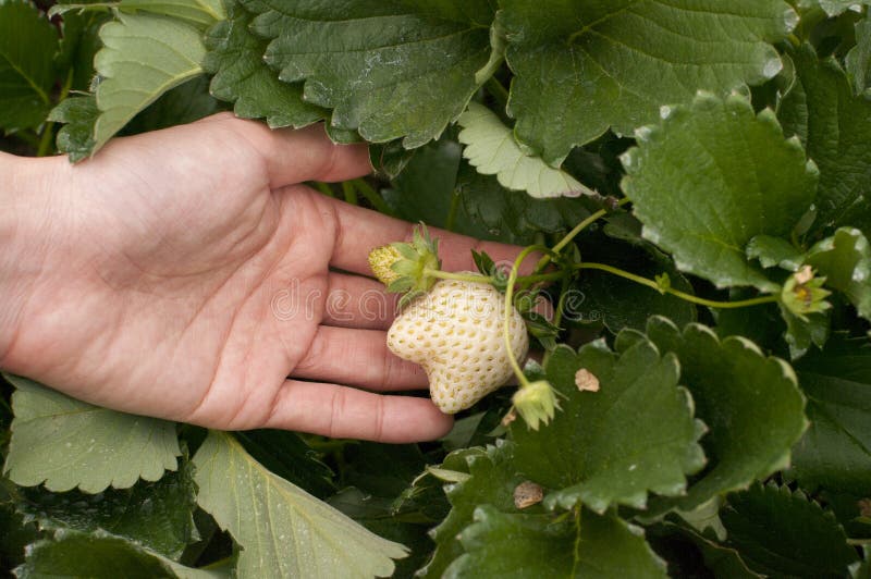 Hand Picked Strawberries Fresh from Farm Stock Photo - Image of eating ...