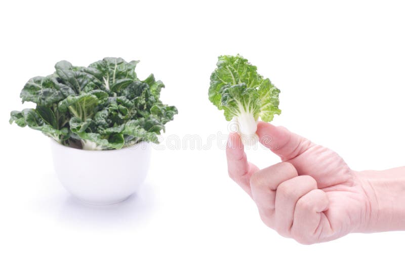 Hand picked vegetables stock image. Image of growth, cameron - 32951755