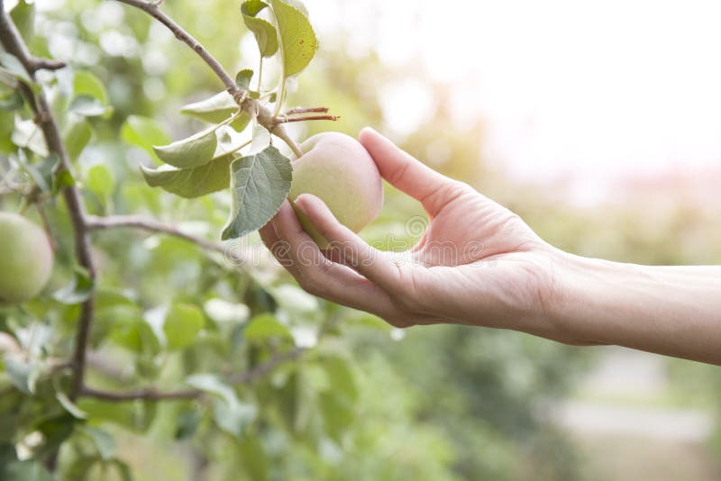 Apple temptation stock illustration. Illustration of paradise - 17204952