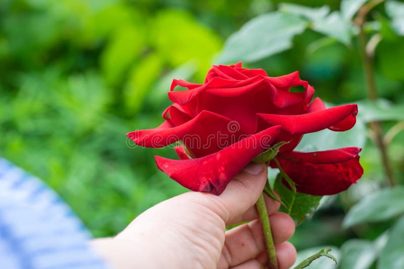 Hand Picking a Big Red Rose from Flower Garden Stock Photo - Image of ...
