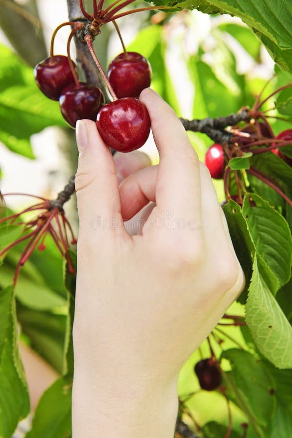 10+ Female hand holding cherries Free Stock Photos - StockFreeImages