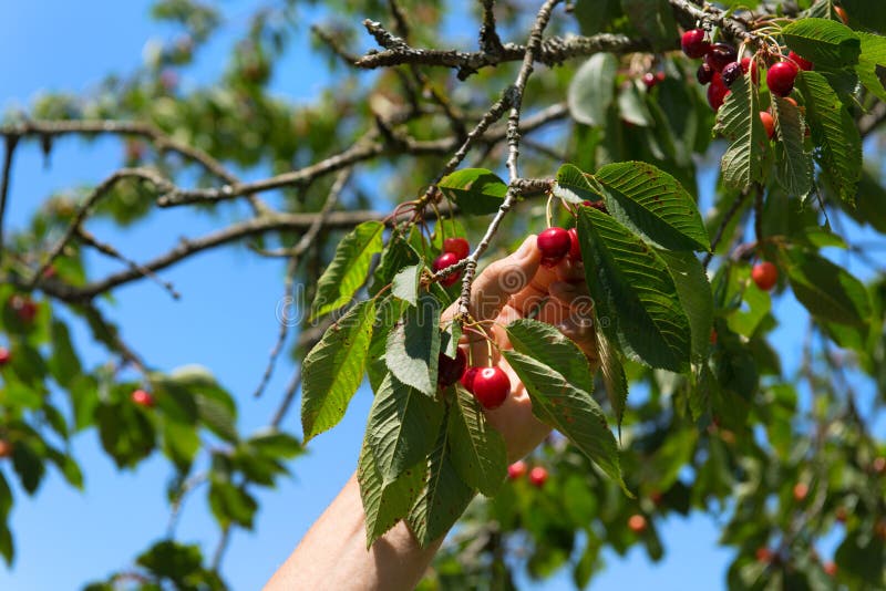 Hand picking cherries stock image. Image of organic - 180045767