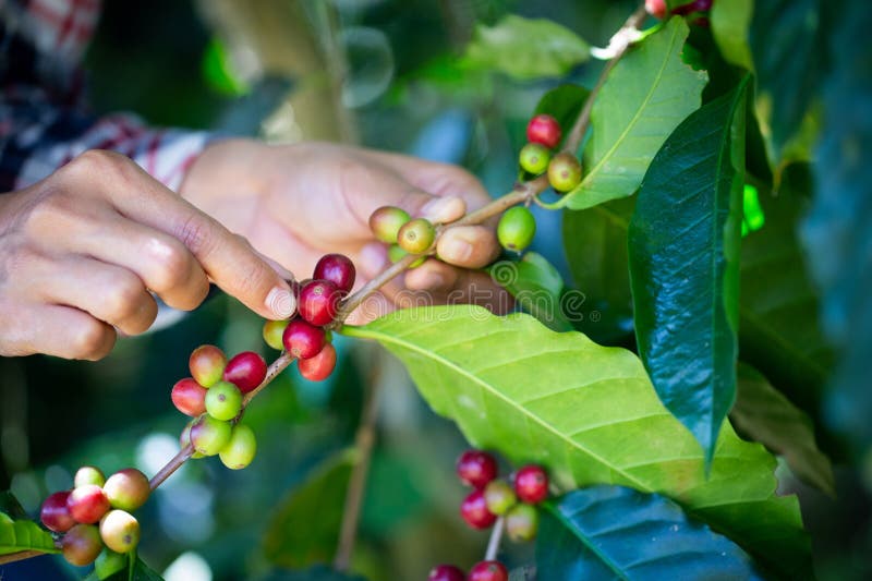 Hand Picking Coffee Bean Fruit from the Tree. Agriculturist Hand ...