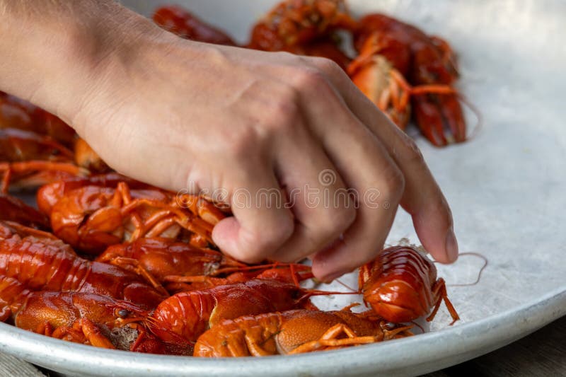 Hand Picking Crawfish from a Platter Stock Photo - Image of hand ...