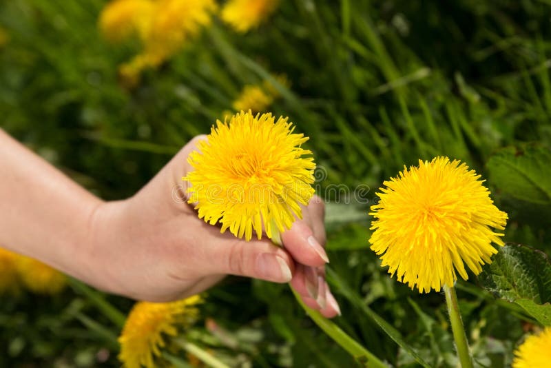 Hand Picking a Dandelion Flower Stock Image - Image of hold, bloom ...