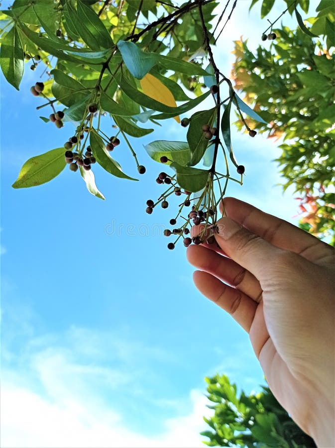 Hand picking flowers stock photo. Image of blossom, branch - 266173752