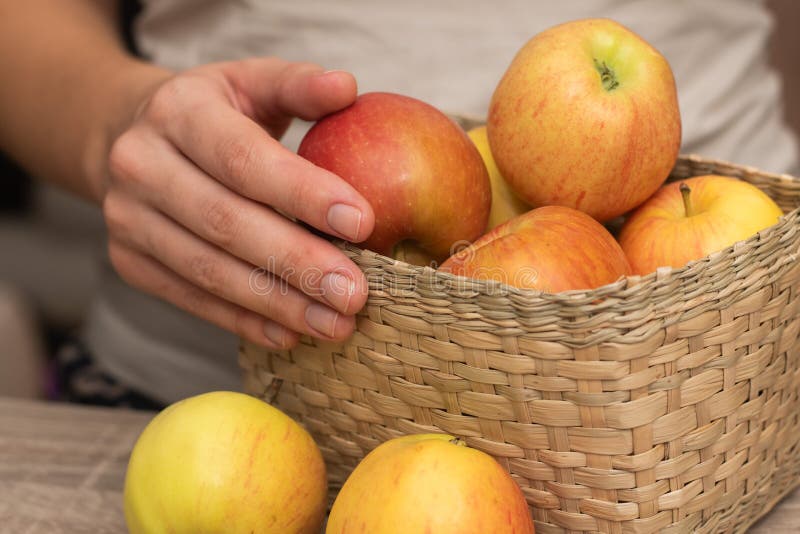 Hand Picking a Fresh Apple. Female Hand Holding Fresh Ripe Apple Stock ...