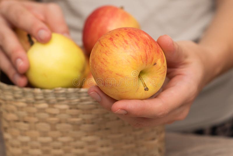 Hand Picking a Fresh Apple. Female Hand Holding Fresh Ripe Apple Stock ...