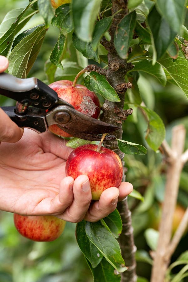 Hand Picking Fresh Ripe Apple from Tree in Orchard Stock Photo - Image ...