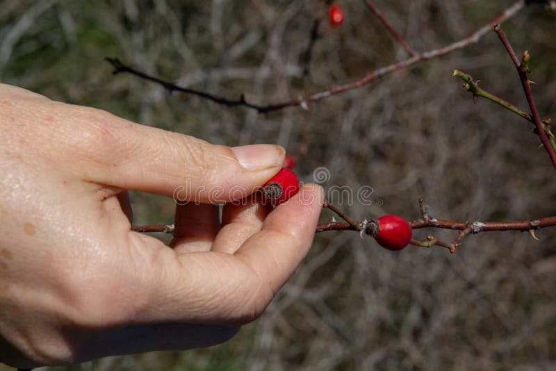 Hand Picking Fruit of Rose Hip - Harvest Time Stock Image - Image of ...