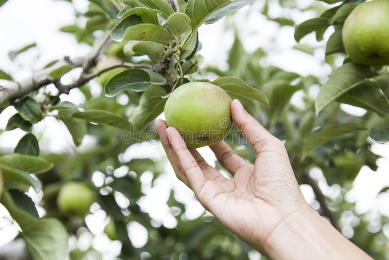 Hand Picking a Green Apple, Apple Tree Stock Image - Image of green ...