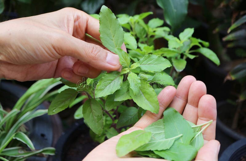 Hand Picking Holy Basil Leaves from Potted Plant for Cooking Stock ...