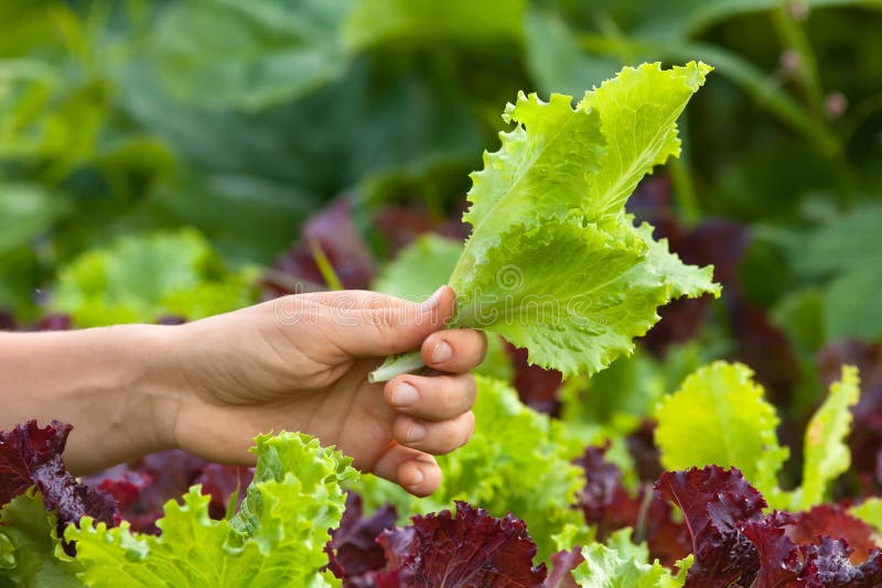 Hand picking lettuce stock photo. Image of agricultural - 98381064