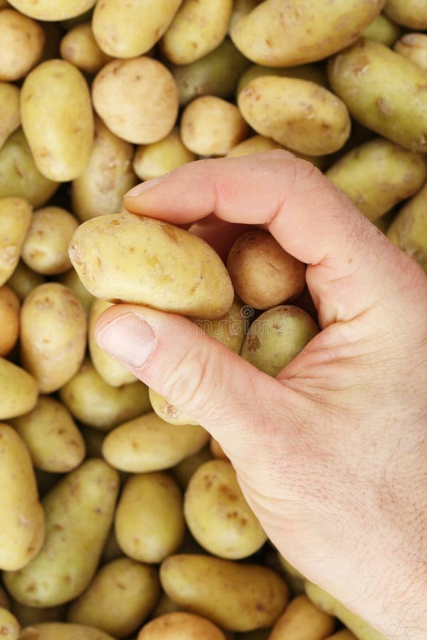 Hand picking mini potato stock photo. Image of mans, food - 18303794