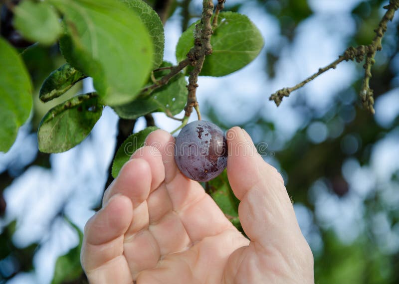 Hand Picking a Plum from a Tree Stock Image - Image of hand, collecting ...