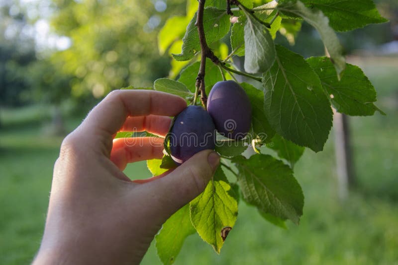 Woman picking a plum stock photo. Image of pick, plum - 3300428