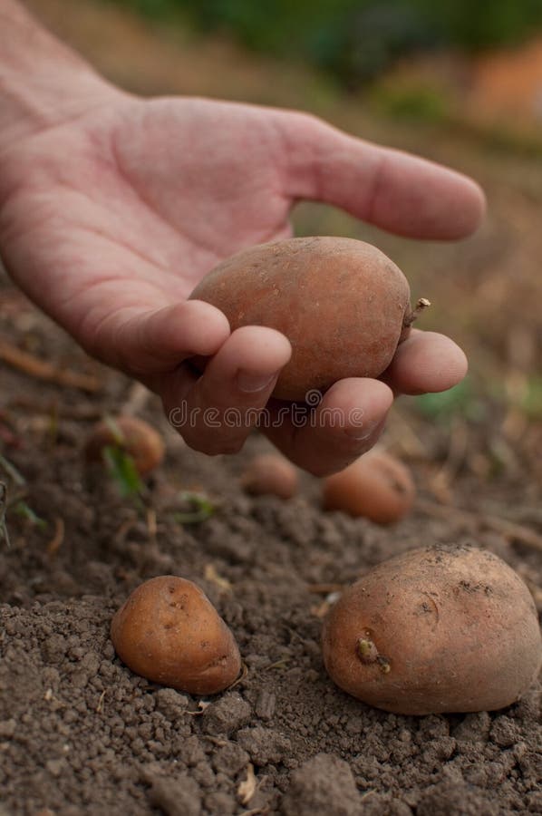 Happy Farmer Show His Organic Potato Stock Photo - Image of agriculture ...