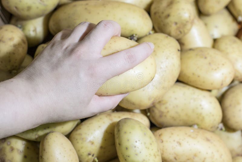 A Hand Picking a Potato from Several More Potatoes Stock Photo - Image ...