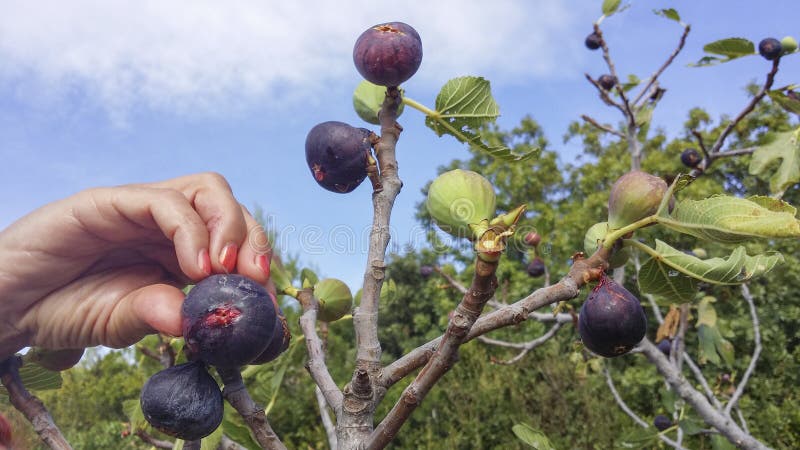 Picking a Fig stock image. Image of fruit, picking, gourmet - 33790037