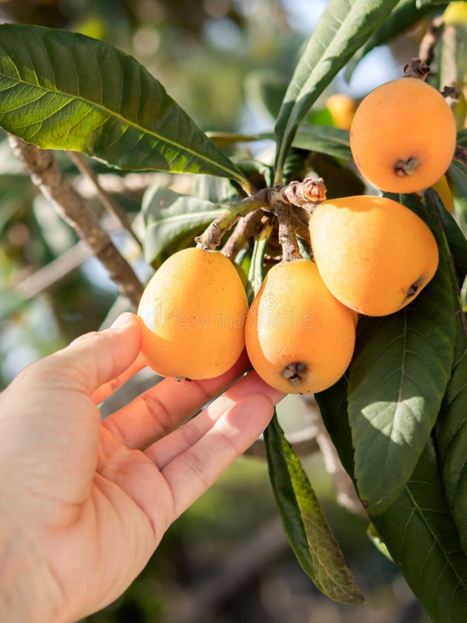 Hand Picking Ripe Loquats from Tree Stock Photo - Image of tree ...