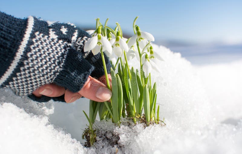 Hand Picking Snowdrop Rising from Snow Stock Image - Image of nature ...