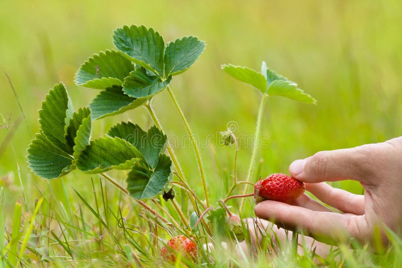 Hand picking strawberries stock image. Image of nature - 74068329