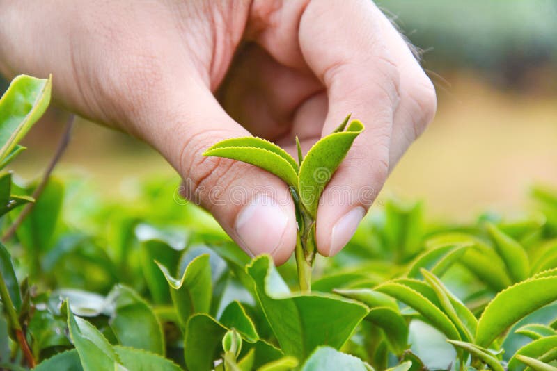 Hand picking tea leaves stock image. Image of organic - 58781405