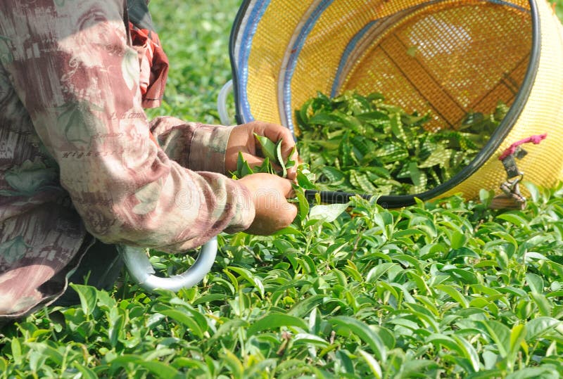 Worker Picking and Crushing Tea Leaves in a Tea Plantation Stock Photo ...