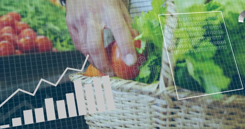 Hand Picking Tomato from Basket with Data Processing Animation Overlay ...