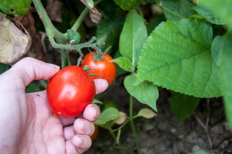 Picking tomato stock image. Image of farmer, field, health - 30150383
