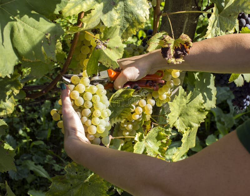 The hand is picking grapes stock photo. Image of white - 131904572