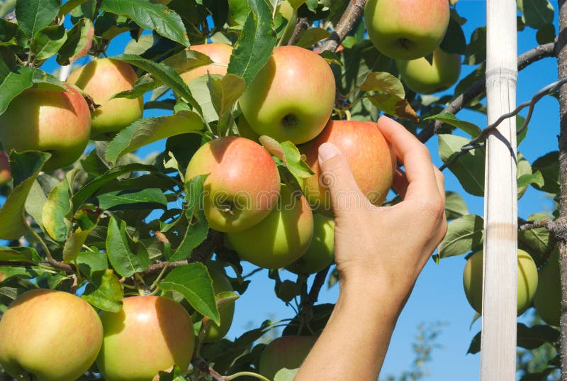 Hand Picking Yellow Apple in a Tree Stock Photo - Image of closeup ...