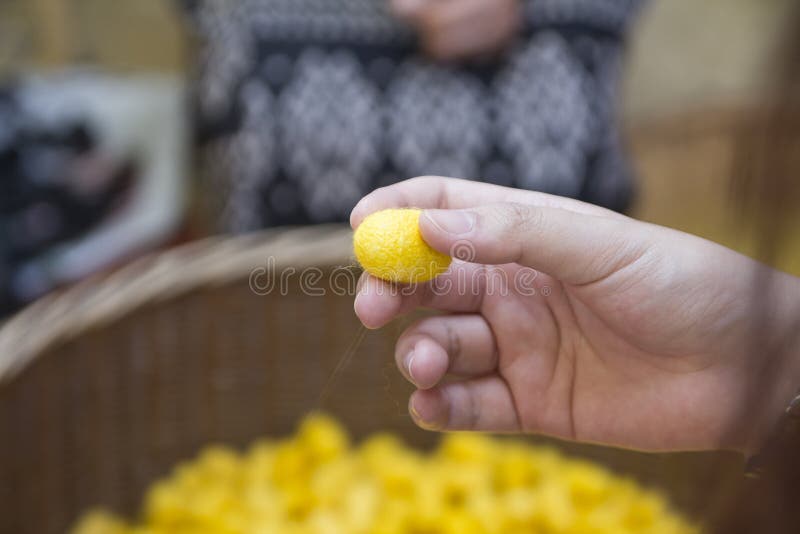 Hand picking yellow cocoon stock photo. Image of fiber - 48462366