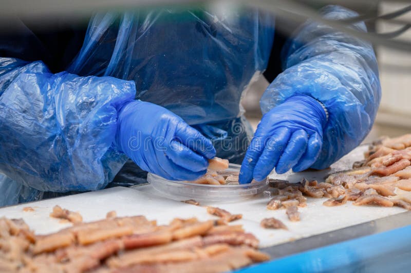 Hand Placing Pieces of Herring in Plastic Jars. Seafood Production ...