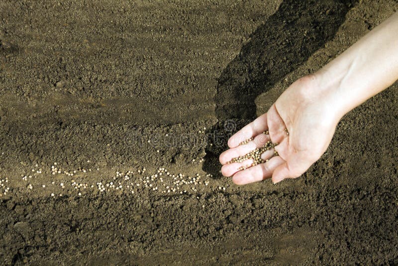 Hand placing seeds on soil stock photo. Image of idea - 33338488