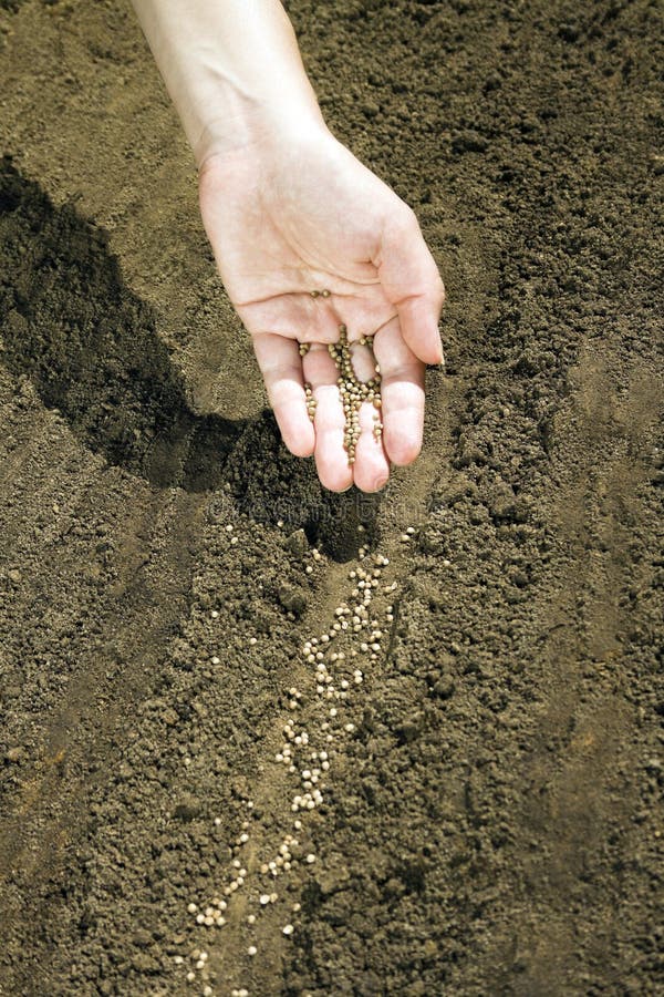 Hand placing seeds on soil stock photo. Image of growth - 33338520