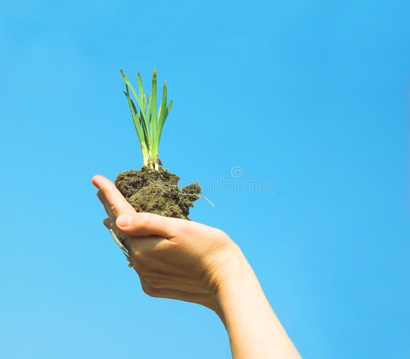 Hand with plant stock photo. Image of abound, finger, life - 2341874