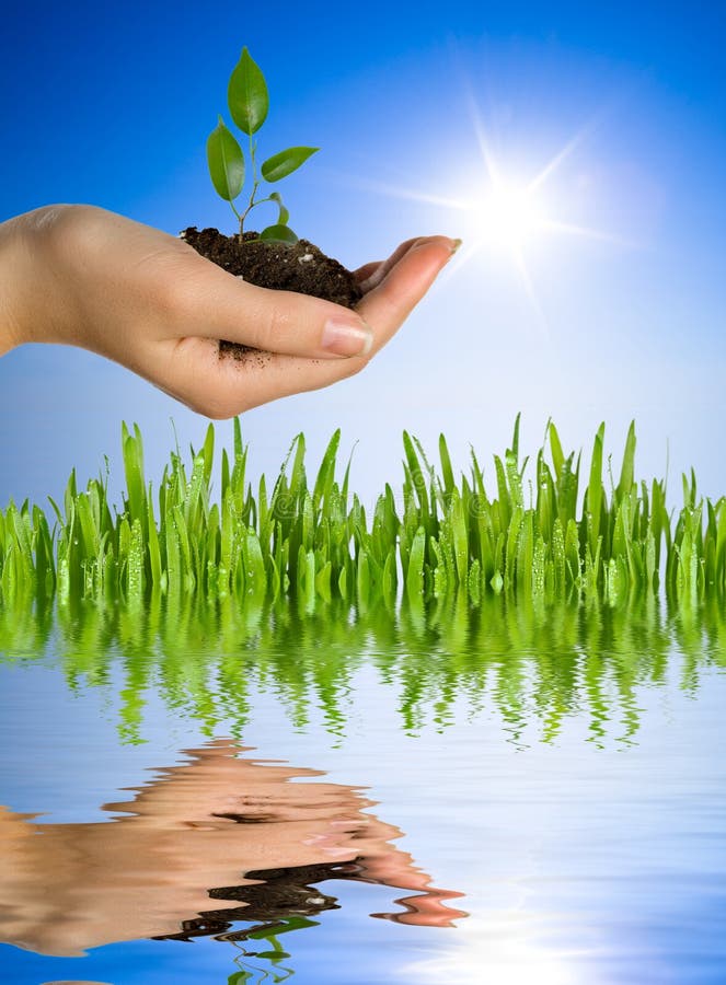 Hand with a plant stock image. Image of life, ecology - 5028145