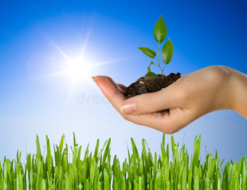 Hand with a plant stock image. Image of life, ecology - 5028145