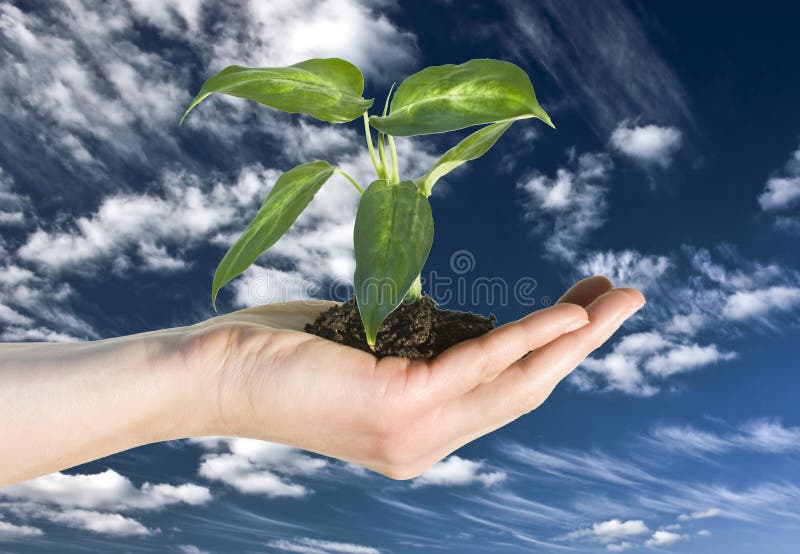 Hand and plant stock image. Image of blue, development - 9448459