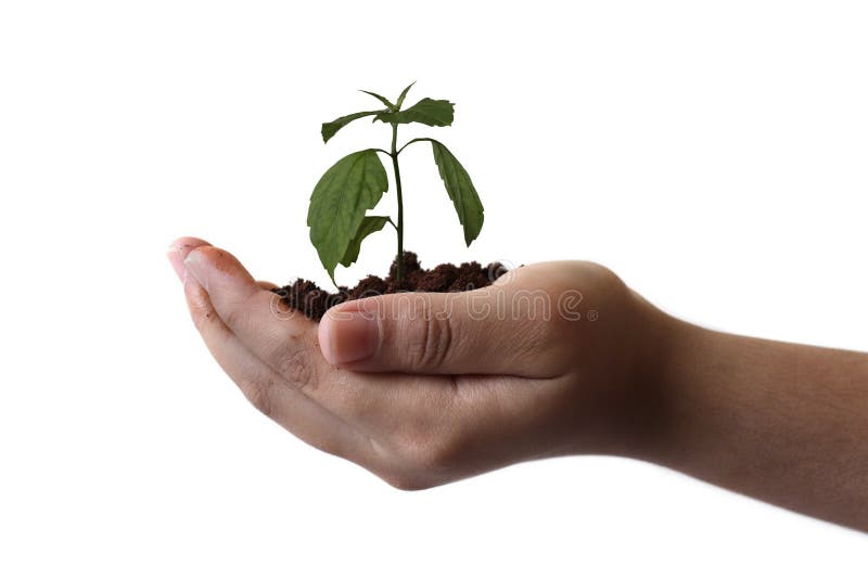 Hand and Plant Isolated on White Background Nature and Care Stock Image ...