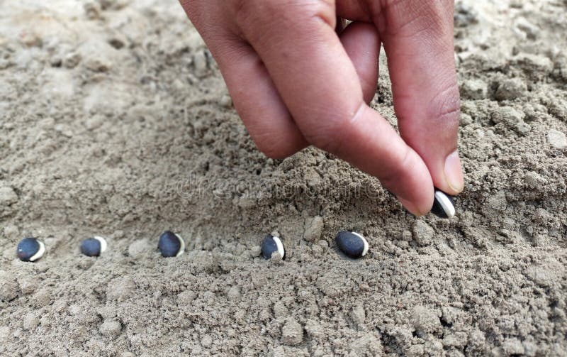Hand Planting Beans Seed in the Vegetable Garden. Growing Vegetables ...