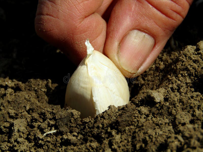 Hand Planting Garlic in Closeup Stock Image - Image of human, farming ...