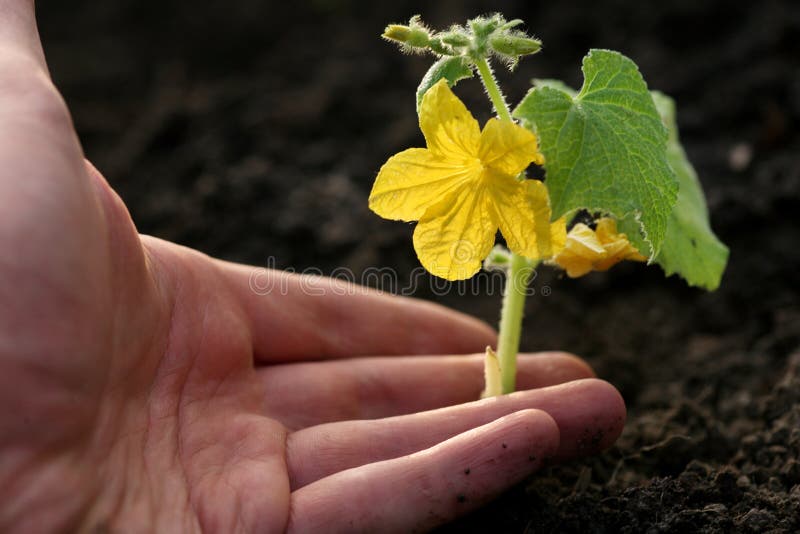 Hand planting plant stock photo. Image of cultivate, cucumber - 5222384