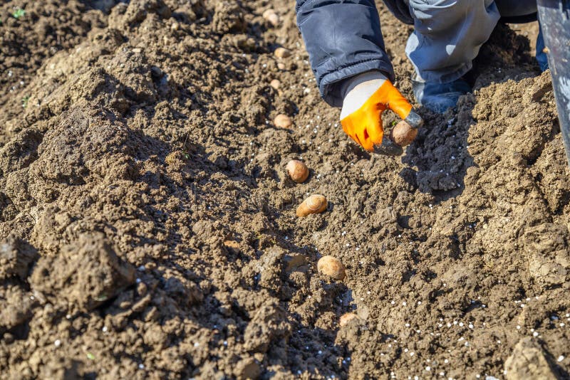 Hand Planting Potato Tuber in the Ground Stock Photo - Image of farming ...