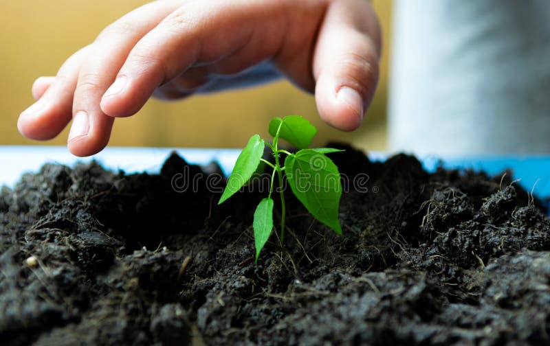 Hand Planting Seedlings Growing Environment Ecology Concept Stock Photo ...