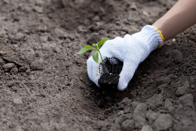Hand planting small plant stock photo. Image of support - 30358332