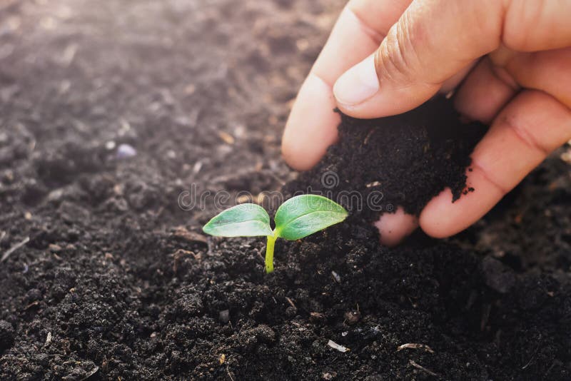 Hand planting small tree stock photo. Image of plantation - 136137344