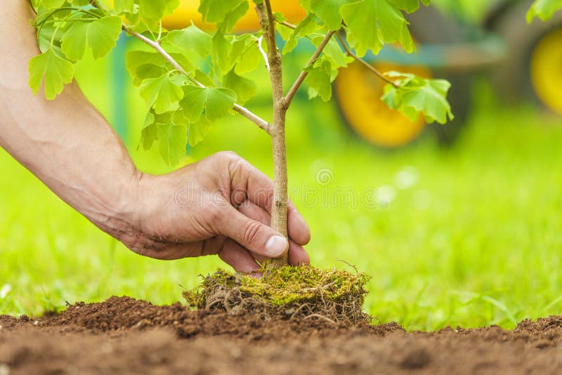 Hand for Planting Trees Back To the Forest. Stock Image - Image of ...