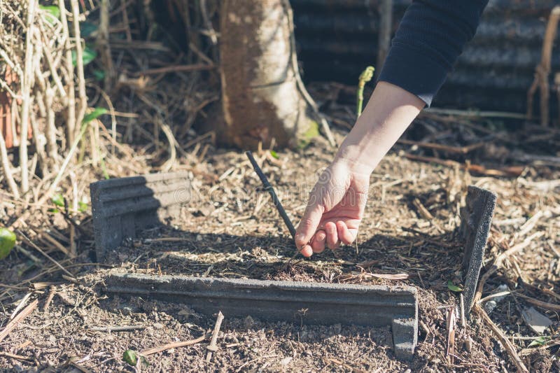 Hand planting small tree stock photo. Image of clearing - 70873816